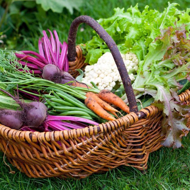 Regenerative Food and Farming