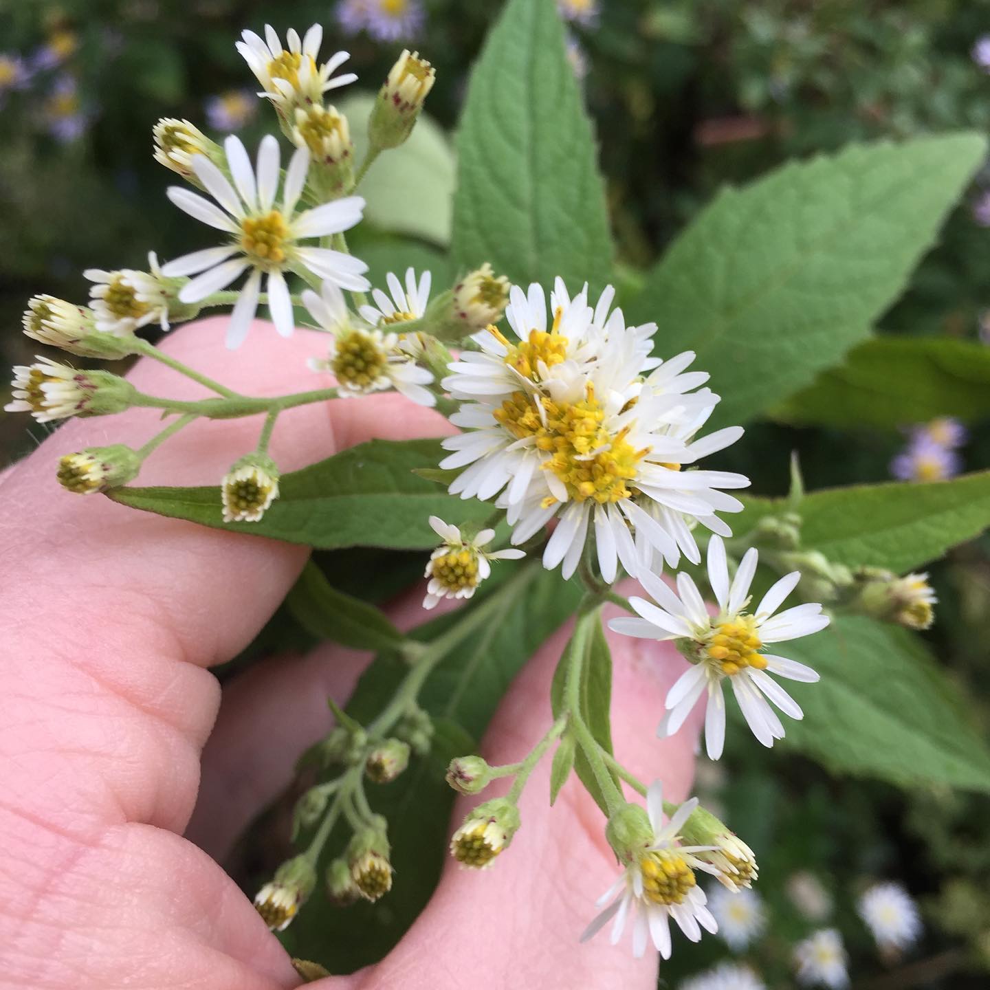 Edible perennials - Regenerative Food and Farming