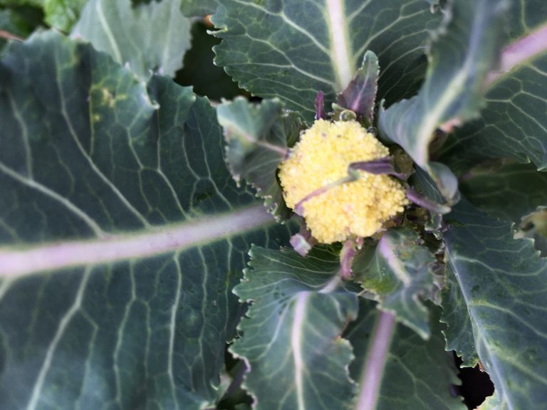 Edible perennials - Regenerative Food and Farming