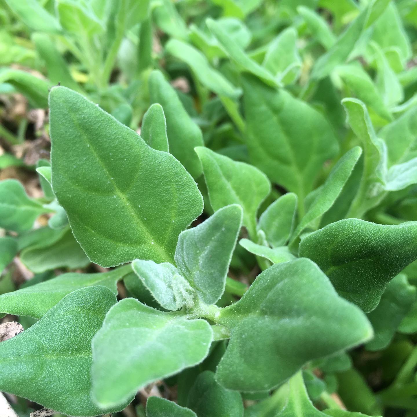 Edible perennials - Regenerative Food and Farming