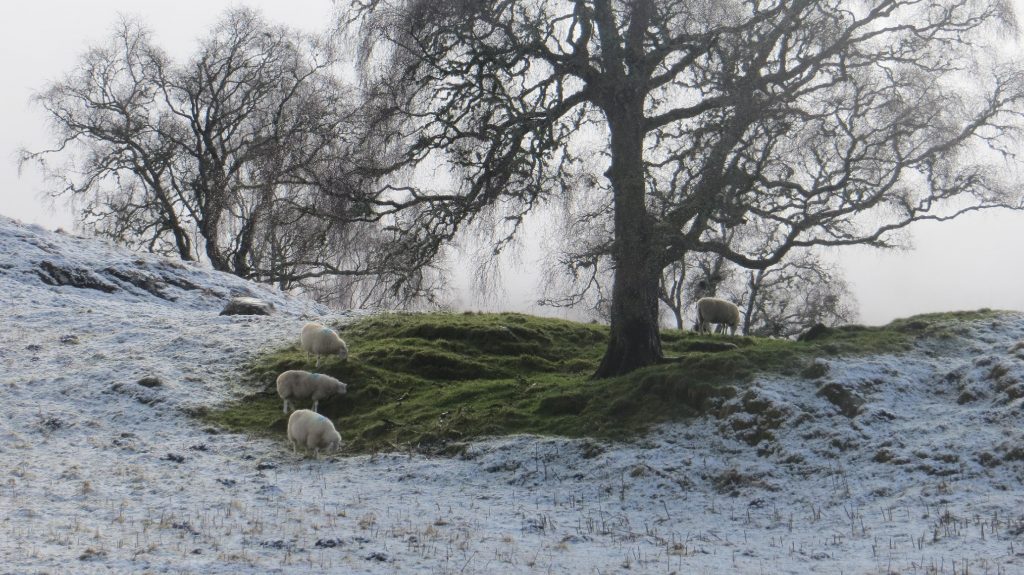 Agroforestry - Regenerative Food and Farming