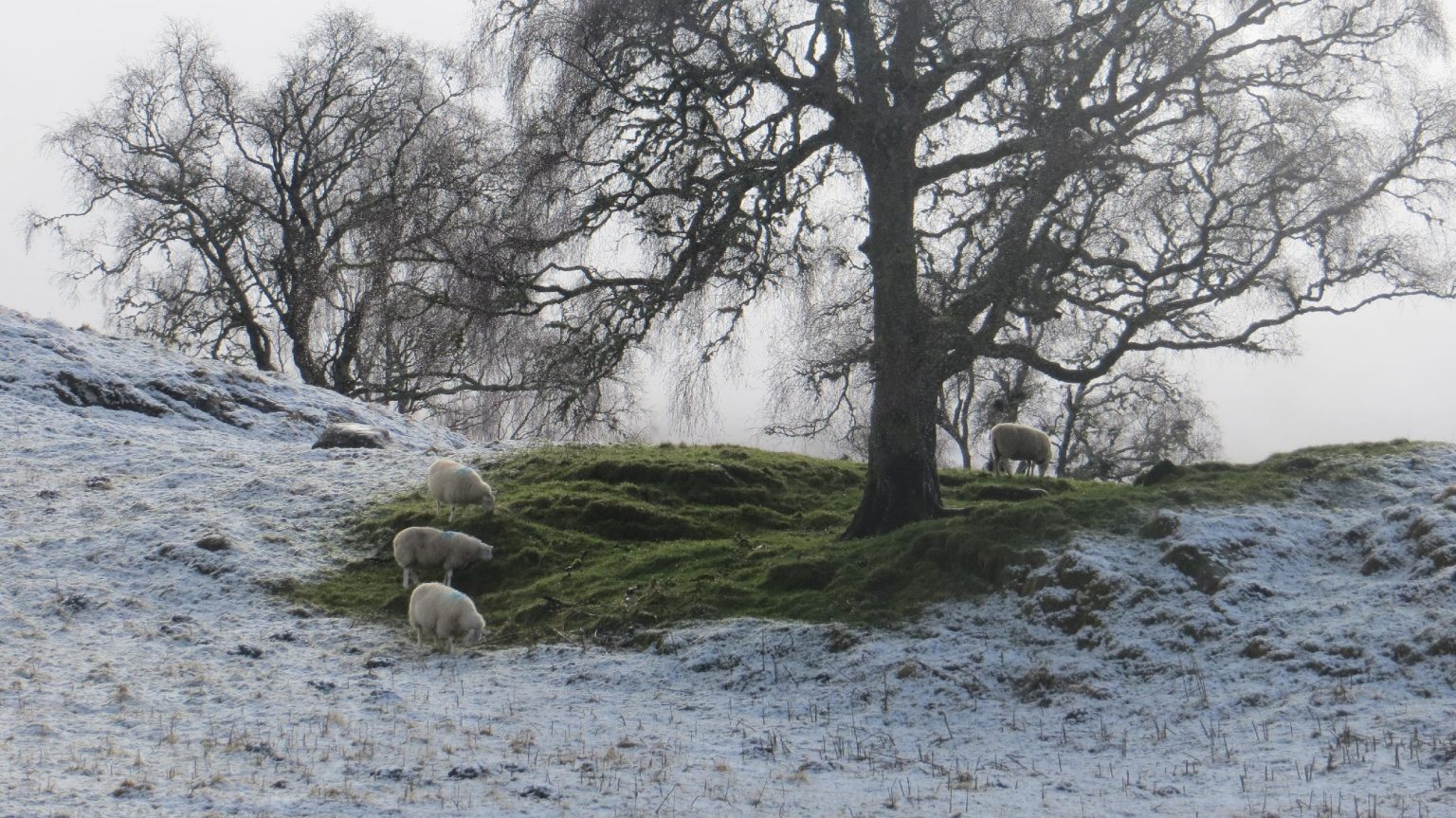 Agroforestry - Regenerative Food and Farming