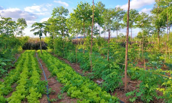 Agroforestry - Regenerative Food and Farming