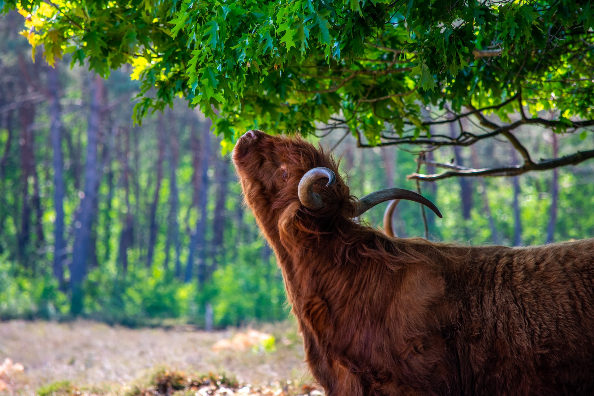 Agroforestry - Regenerative Food and Farming